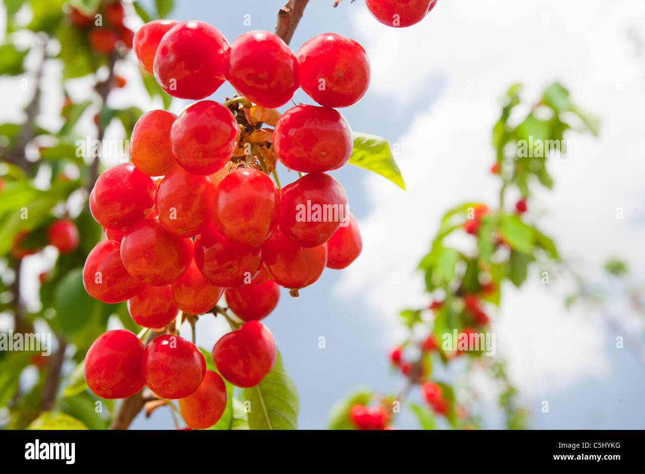 Cherry trees in an orchard near Villena, Murcia, Spain Stock Photo - Alamy