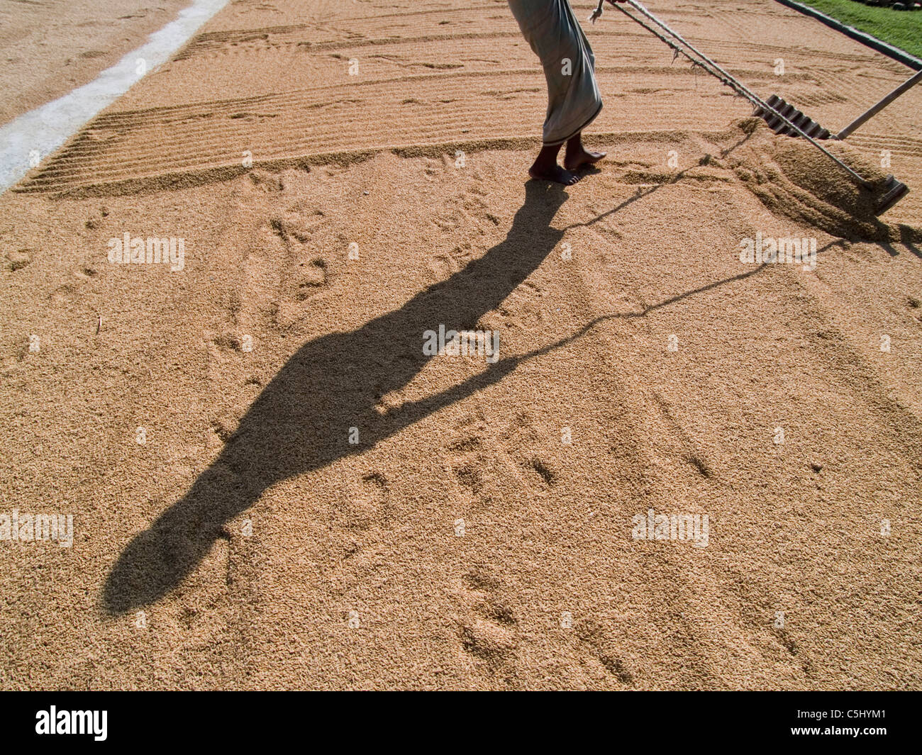 Workers drying rice on a farm in Panishwar, Bangladesh Stock Photo - Alamy