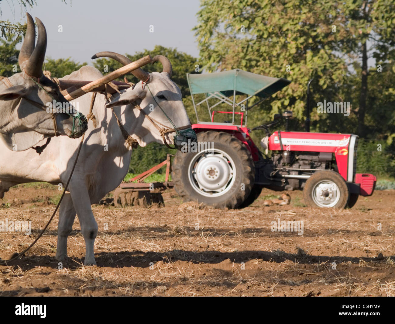 Tractor and animals both at use working farm fields in Kathwada ...