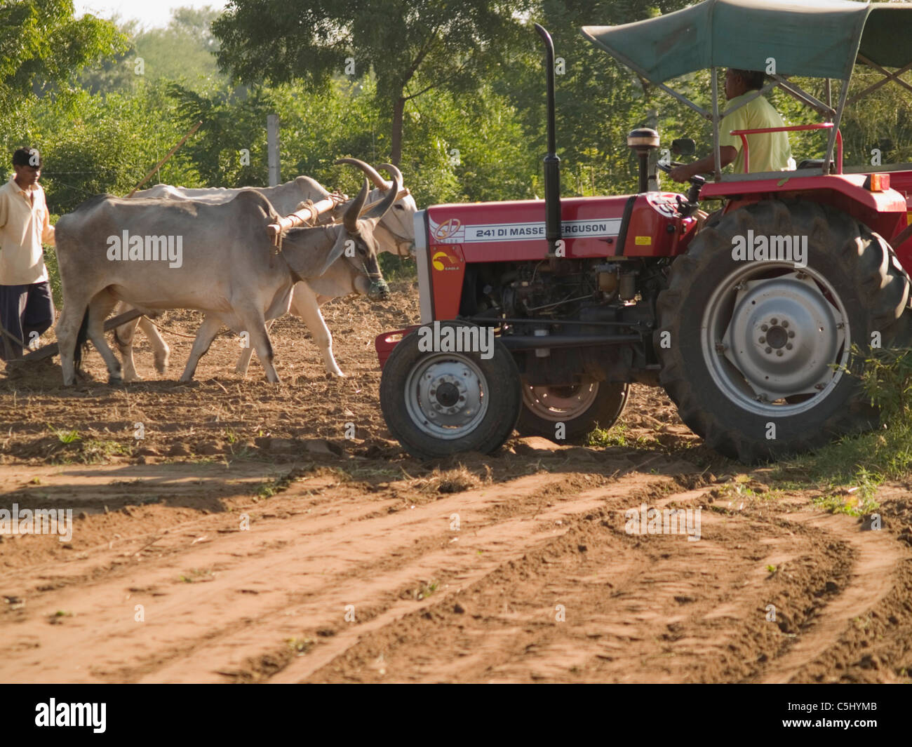 Tractor and animals both at use working farm fields in Kathwada ...