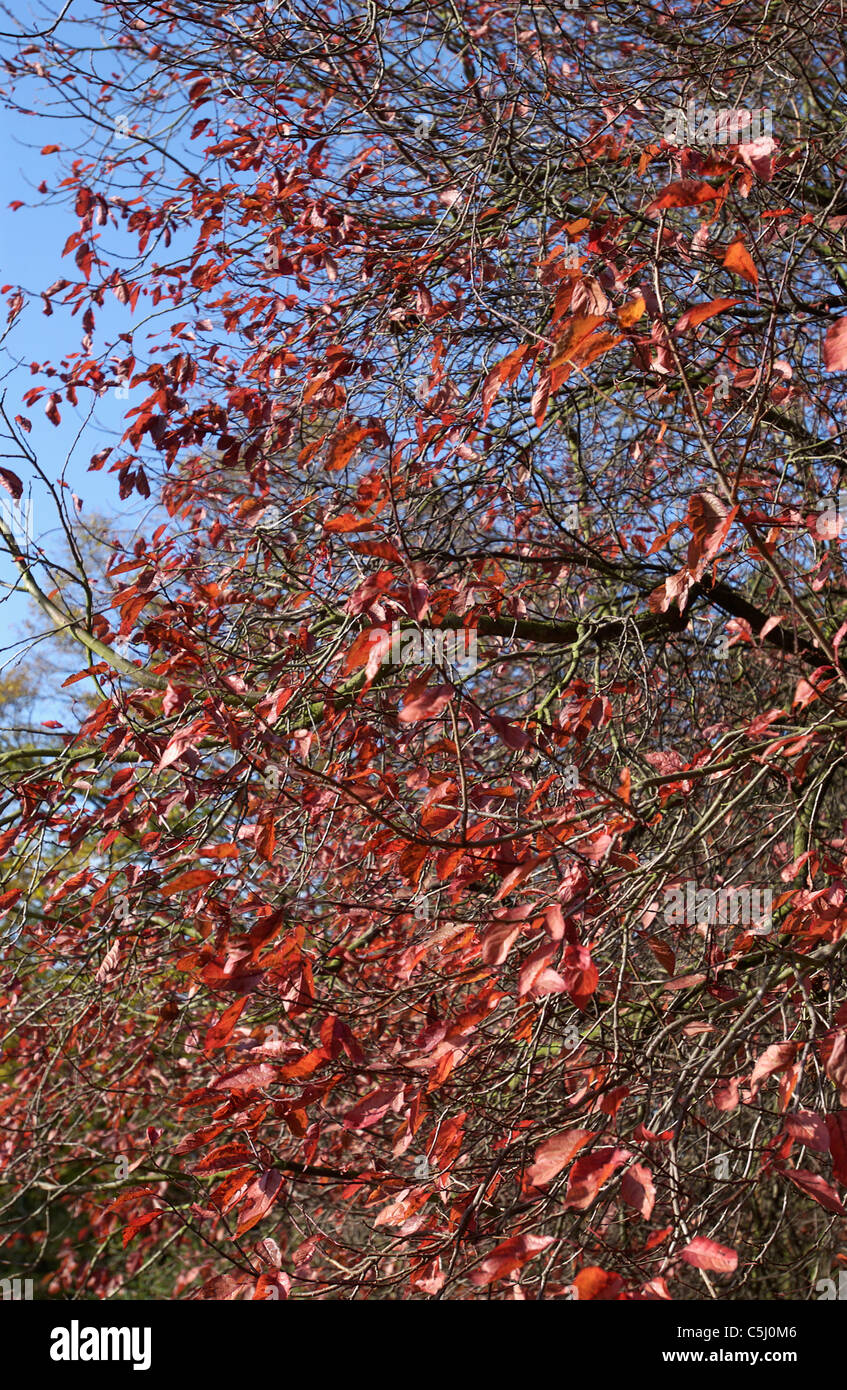red autumnal leaves Stock Photo - Alamy
