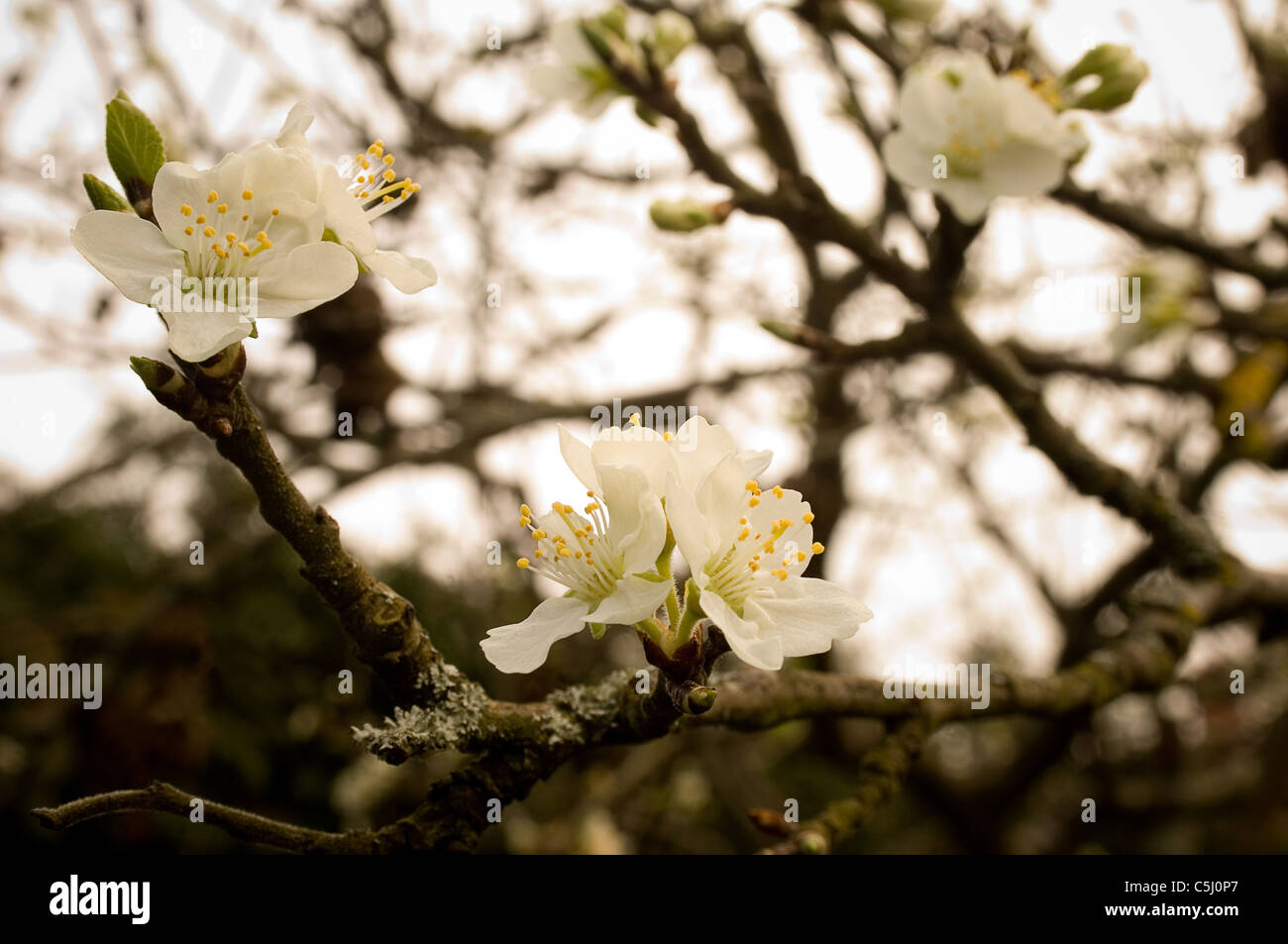 Plum tree branch in bloom Stock Photo - Alamy