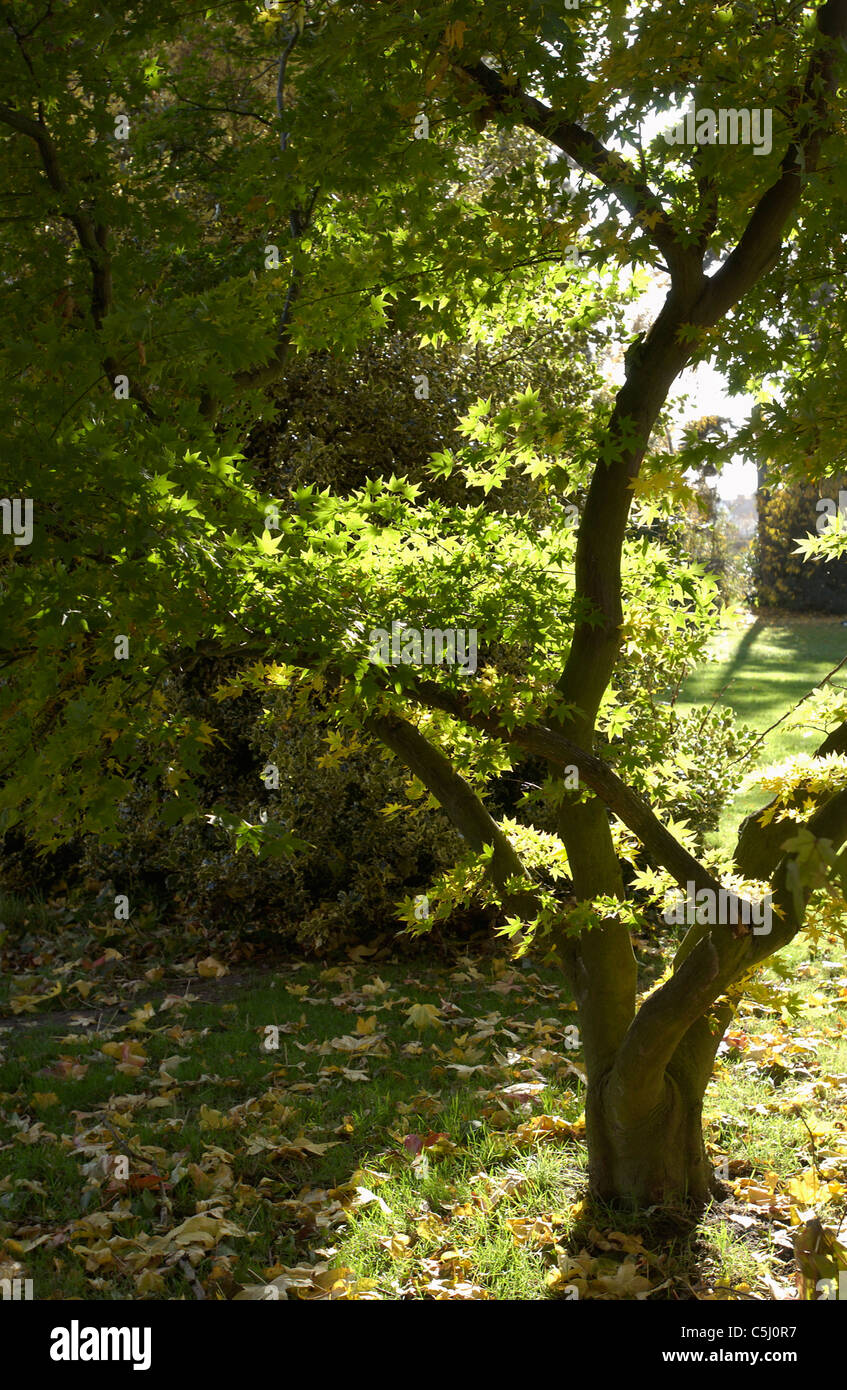 Backlit trees in early autumn Stock Photo - Alamy