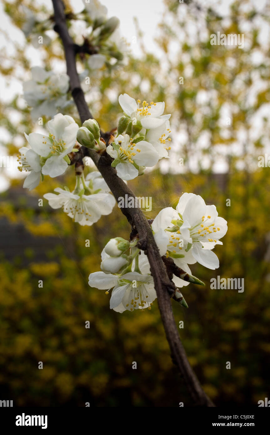 Plum tree branch in bloom Stock Photo - Alamy