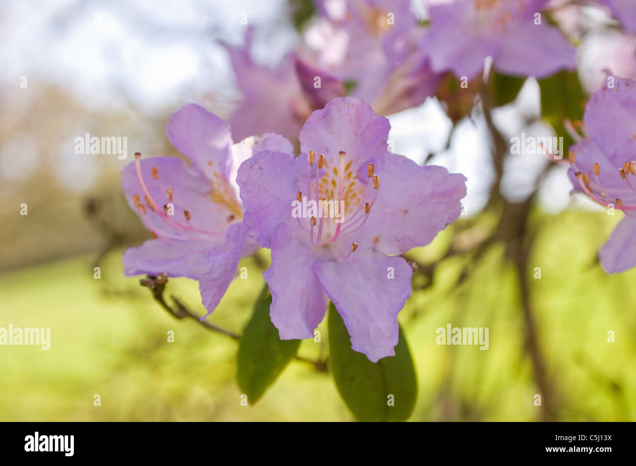 Purple Azalea Flower Heads Stock Photo - Alamy