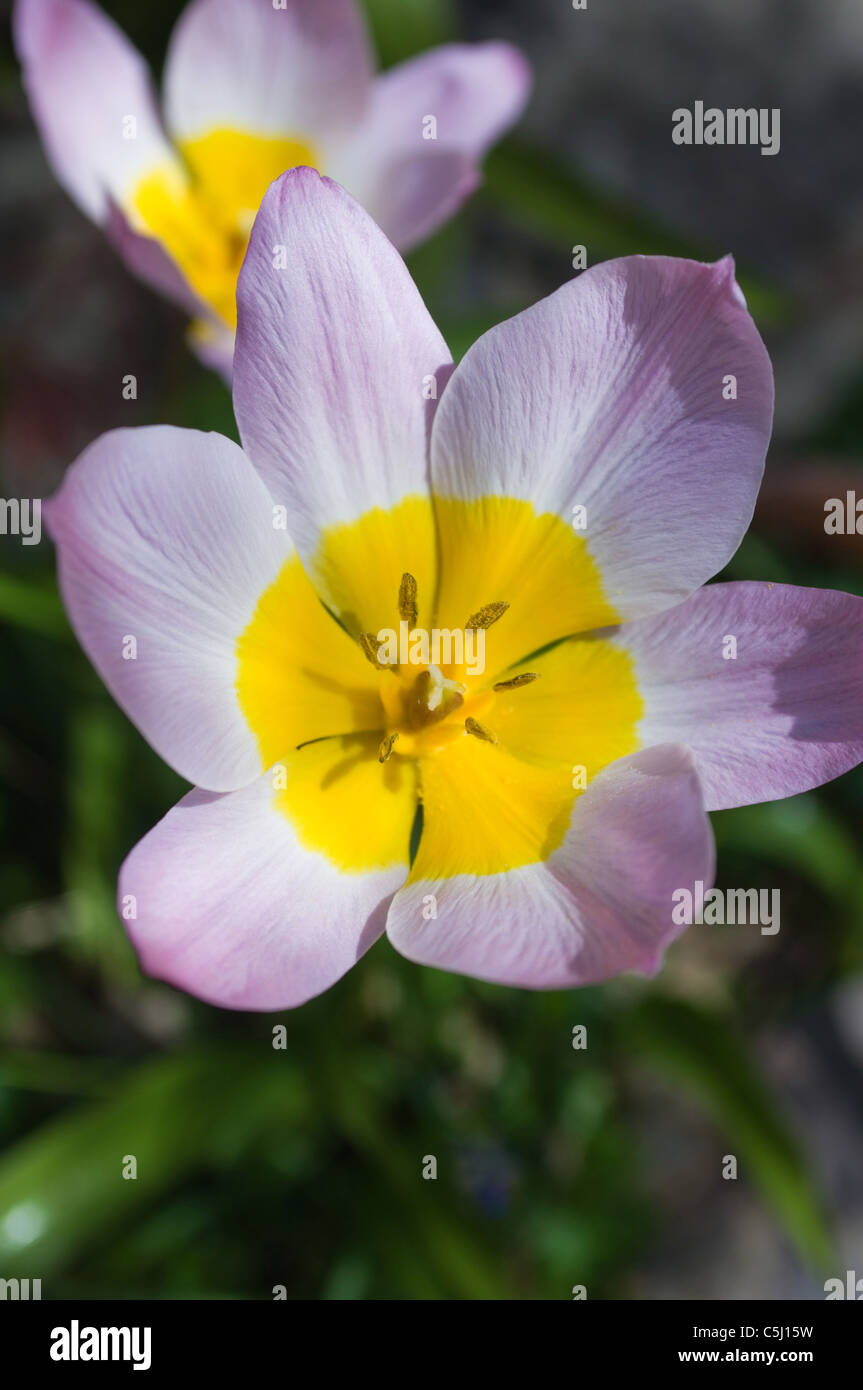 Lilac and yellow hi-res stock photography and images - Alamy