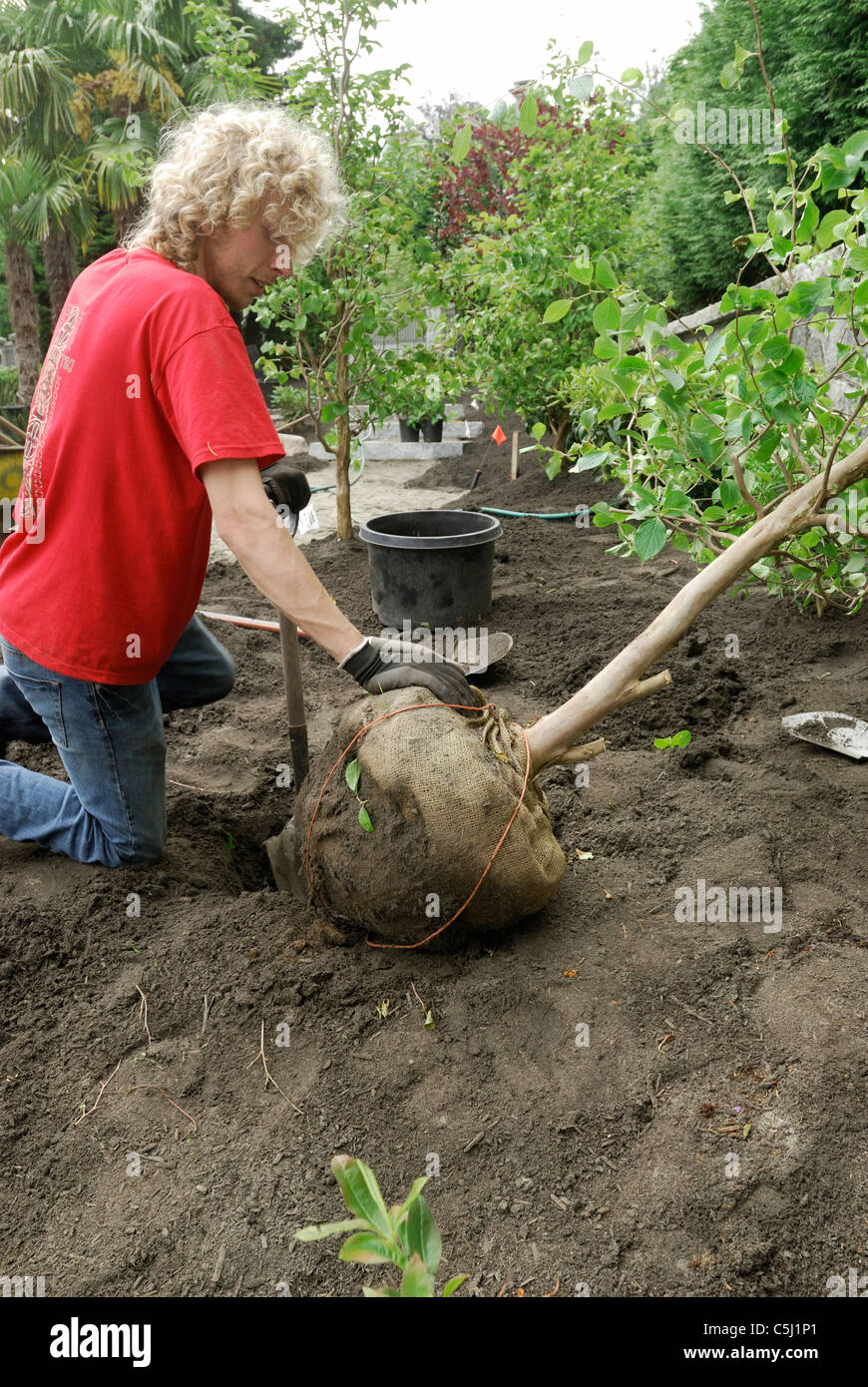 Professional Landscaper preparing site for planting trees Stock Photo ...