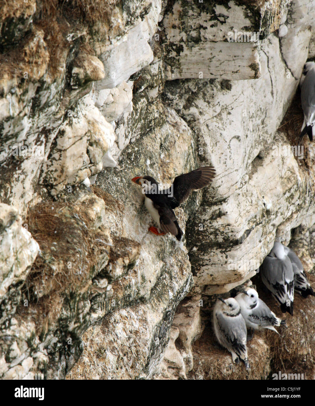Puffin at Bempton cliffs Stock Photo - Alamy