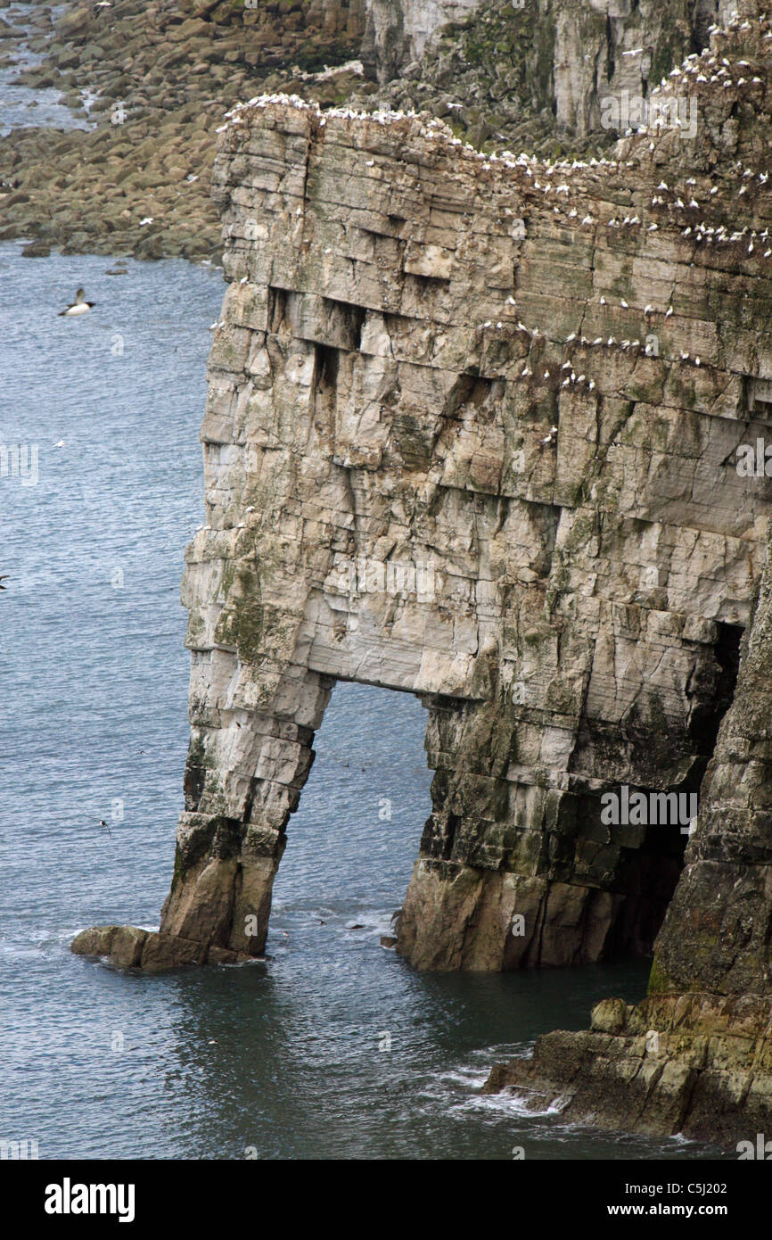 Scale Nab Bempton cliffs North Yorkshire England Stock Photo - Alamy