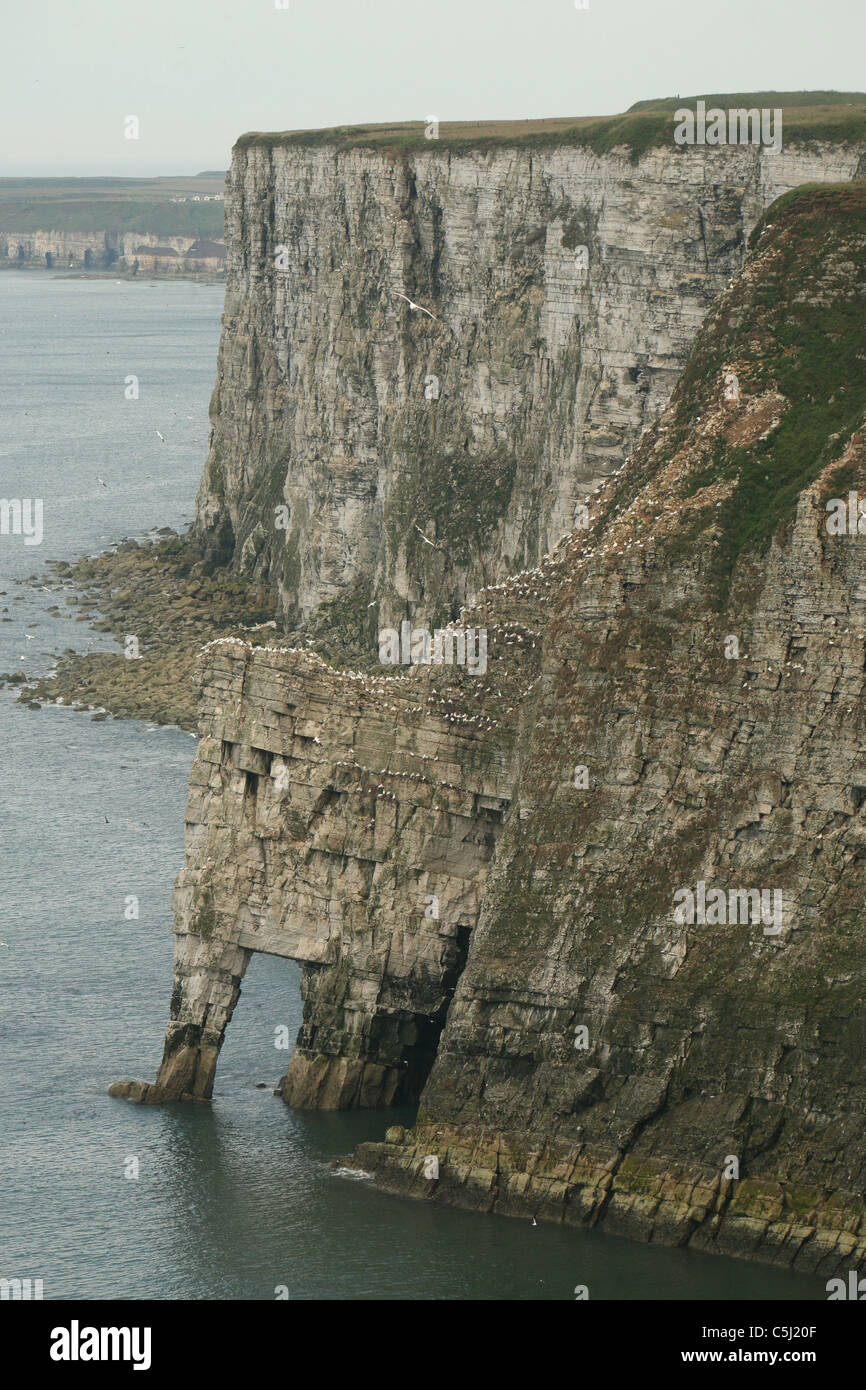 Scale nab bempton cliffs north hi-res stock photography and images - Alamy