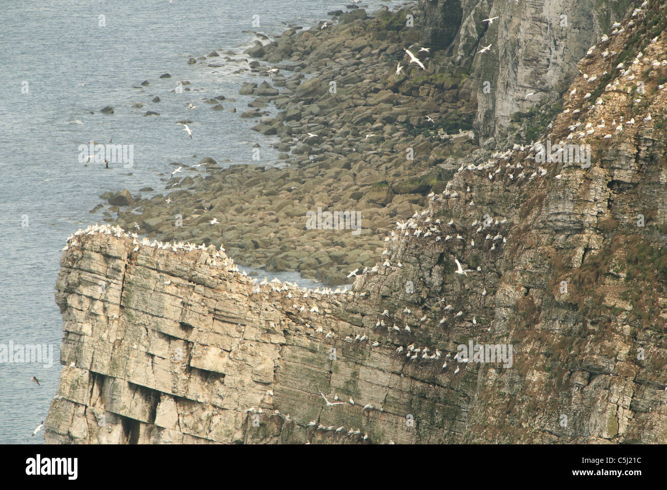Scale Nab Bempton cliffs North Yorkshire England Stock Photo - Alamy