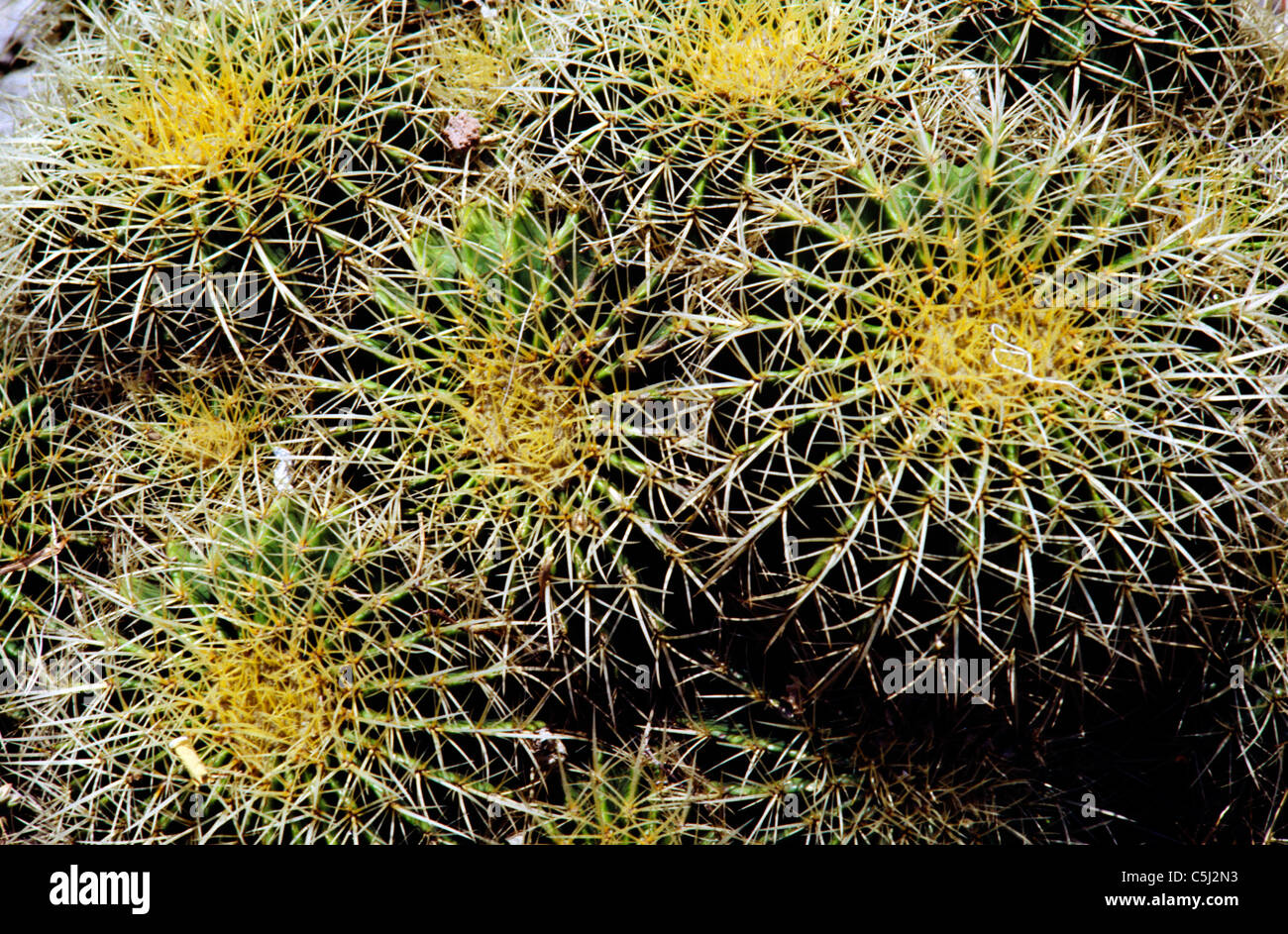 Monte Carlo Monaco Cacti Garden Stock Photo - Alamy