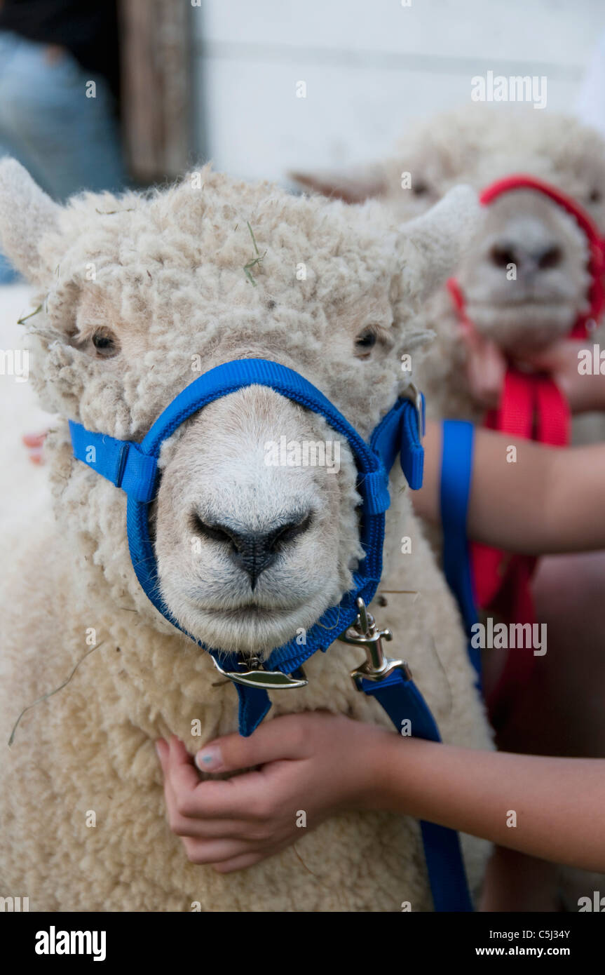 Show sheep hi-res stock photography and images - Alamy