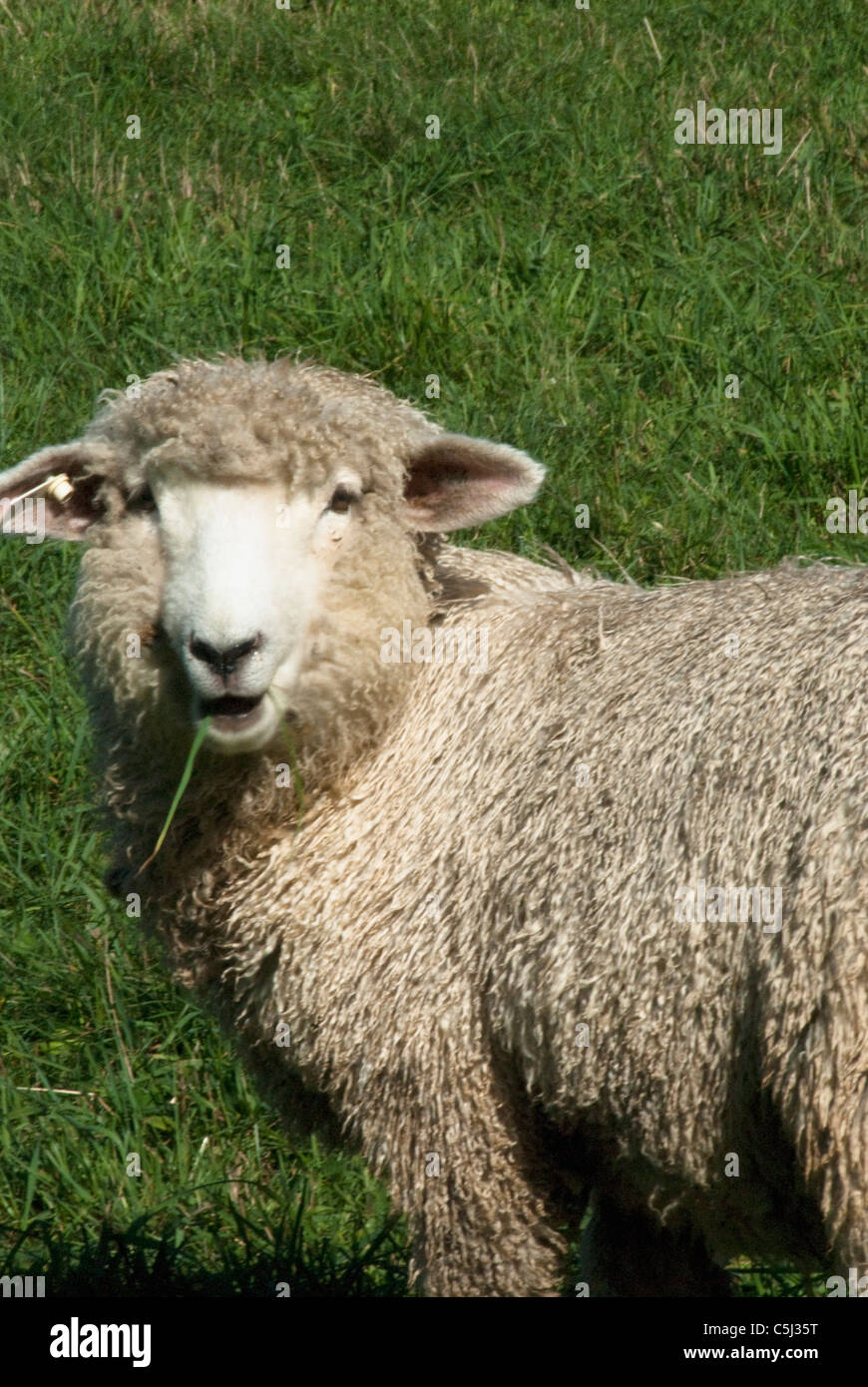 Vertical shot sheep hi-res stock photography and images - Alamy