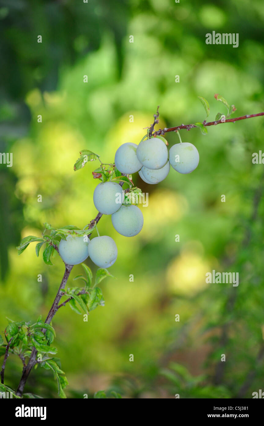 Prunus domestica, a cluster of plums on tree branch Stock Photo - Alamy