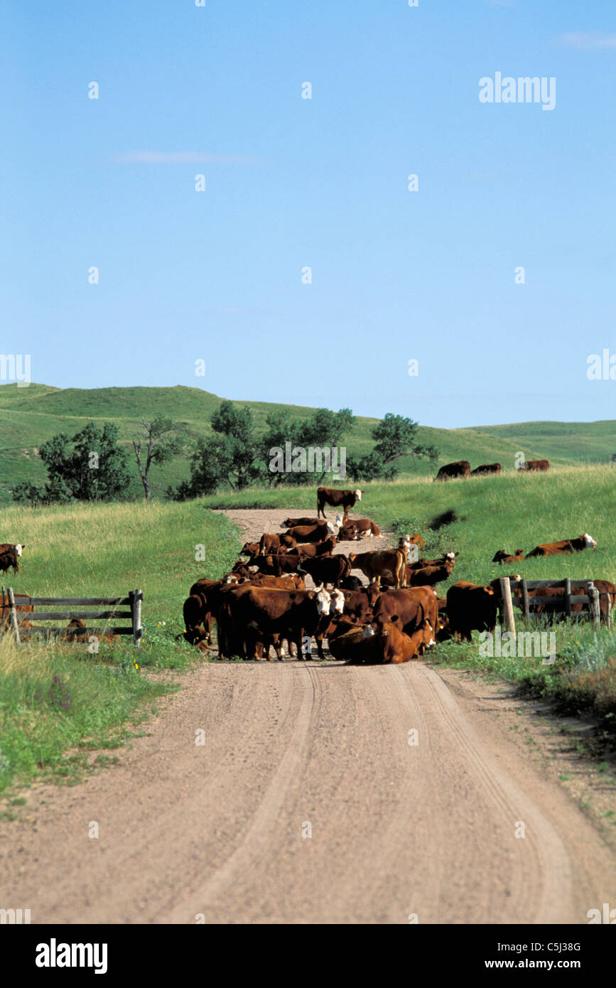 cows in the road Stock Photo - Alamy