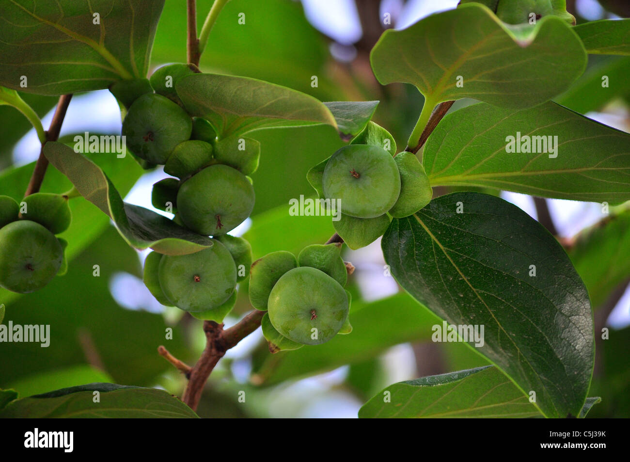 Cluster Of Buds High Resolution Stock Photography and Images - Alamy