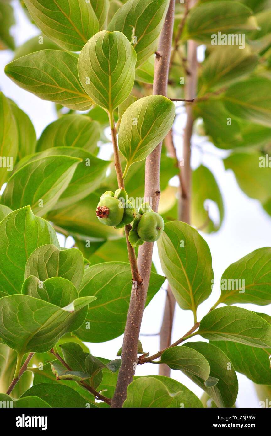 Cluster Of Buds Stock Photos & Cluster Of Buds Stock Images - Alamy