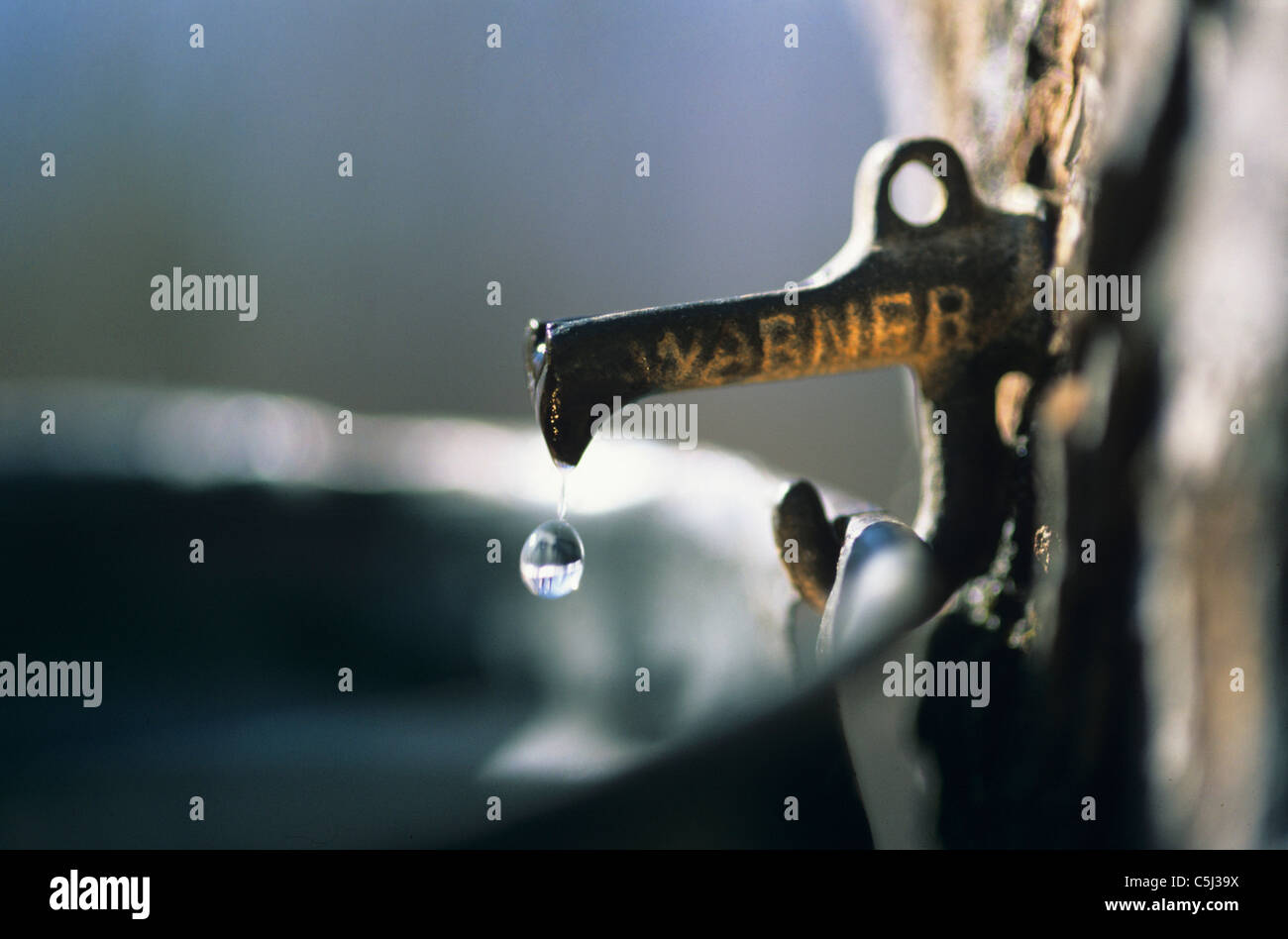 sap tap dripping into bucket Stock Photo - Alamy