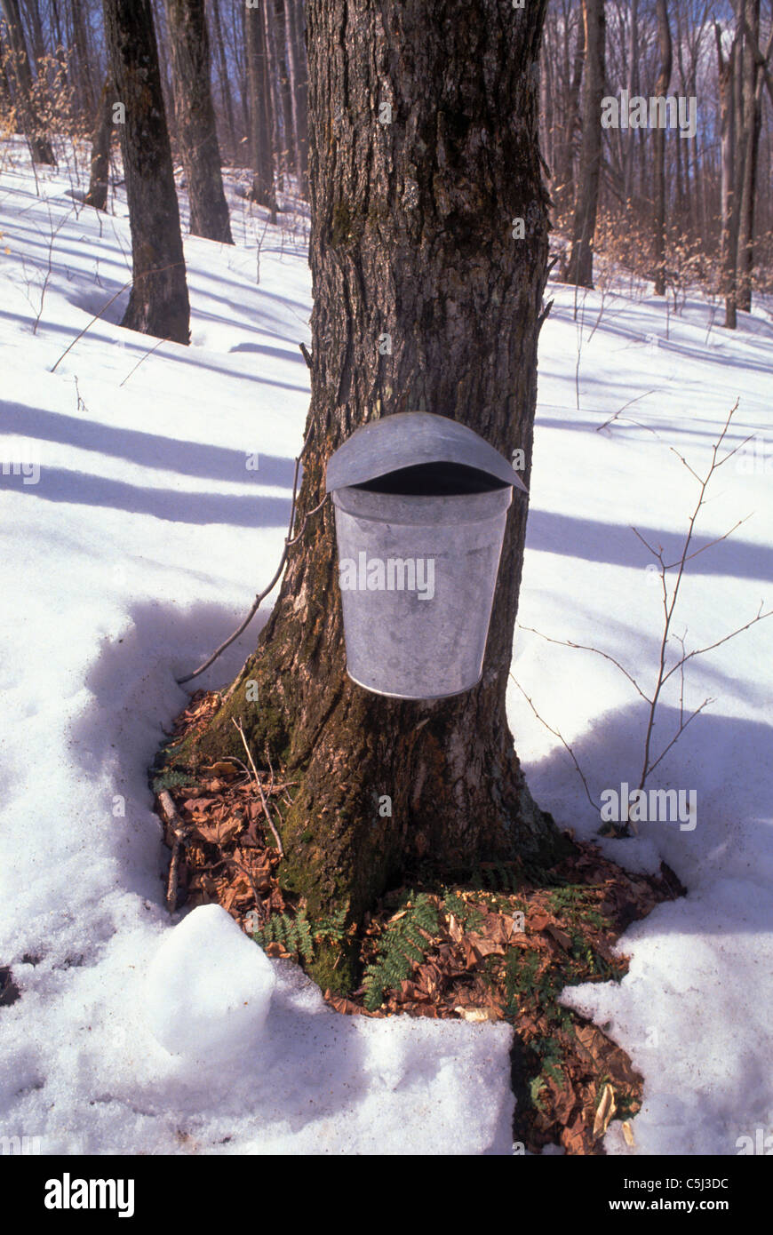 sap bucket in tree Stock Photo - Alamy
