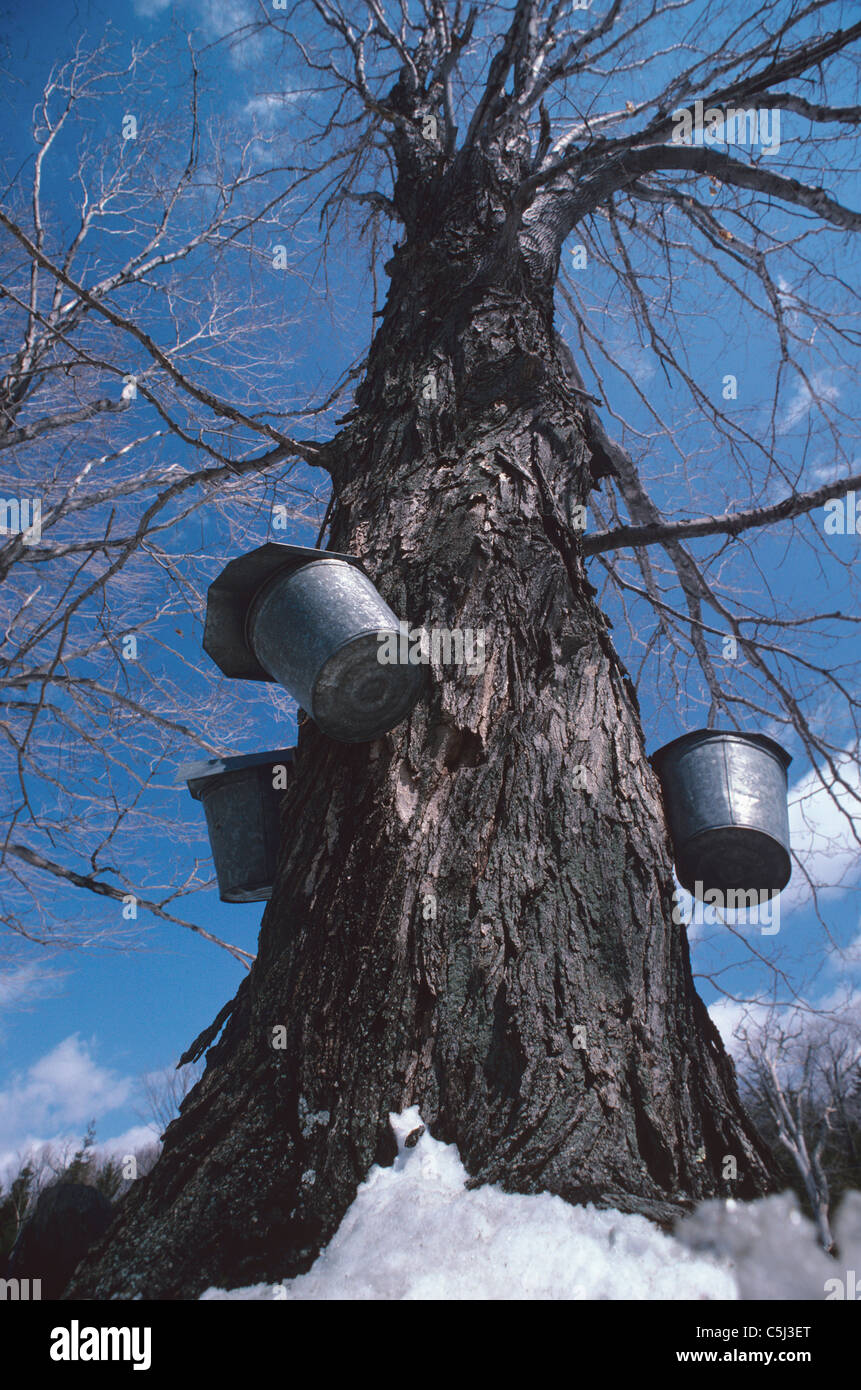 looking up at three sap buckets in a maple tree Stock Photo - Alamy