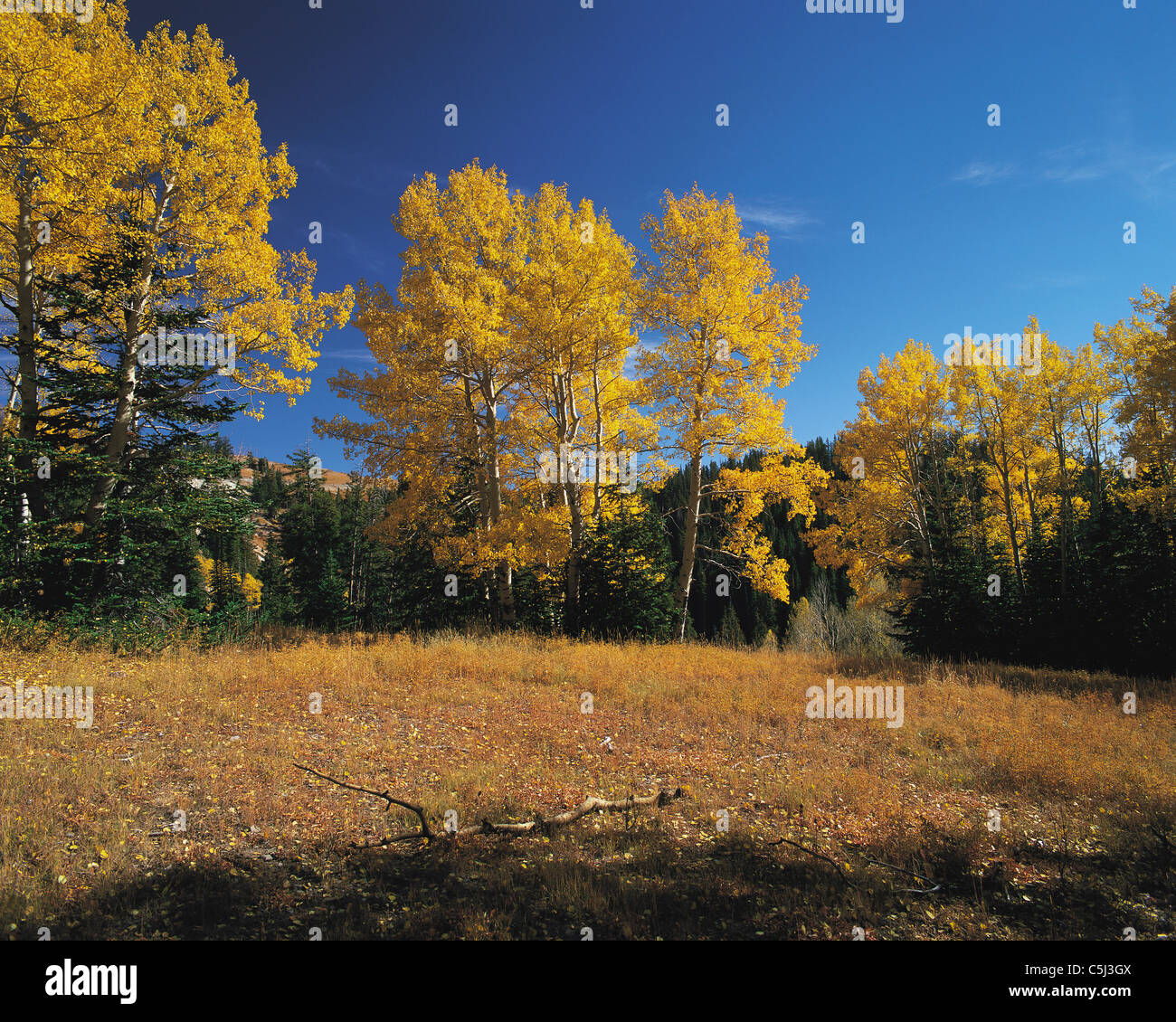 Yellow aspen tree leaves under hi-res stock photography and images - Alamy