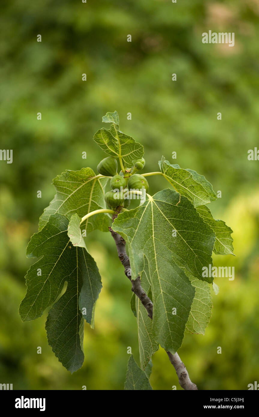 Cluster of fig fruits on a fig tree Stock Photo - Alamy