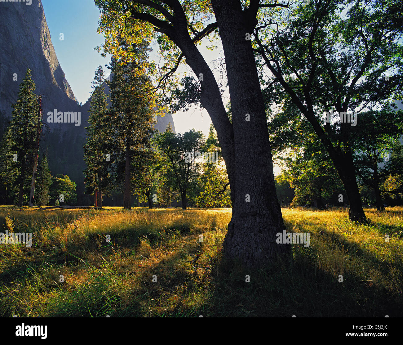 The valley floor looking towards Cathedral Rock through a screen of ...