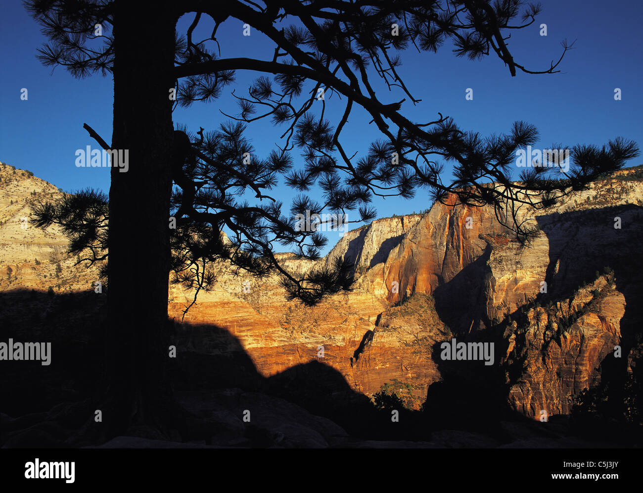 Silhouetted pine-tree high above Zion Canyon, in evening light with red ...