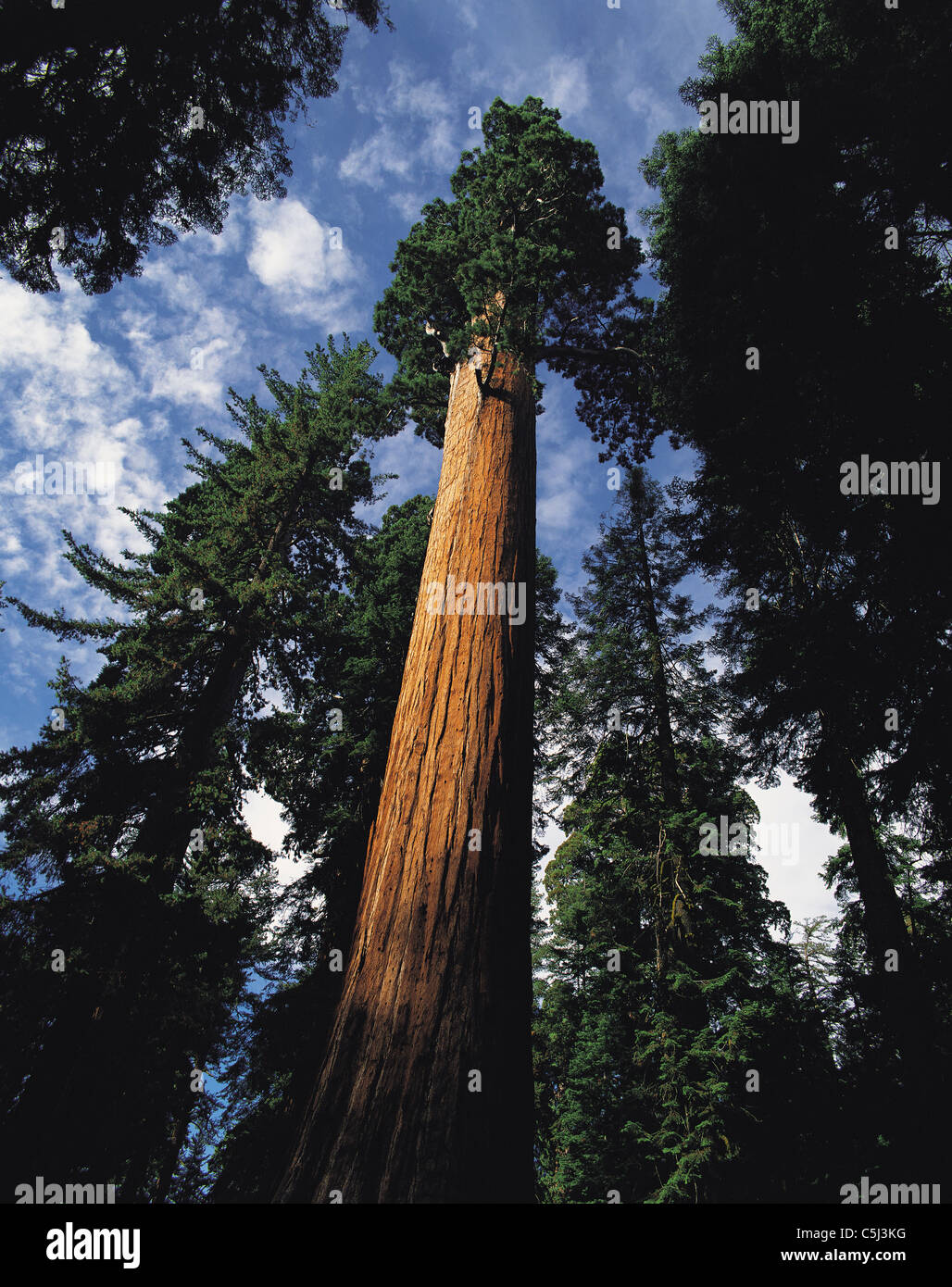 King canyon sequoia hi-res stock photography and images - Alamy