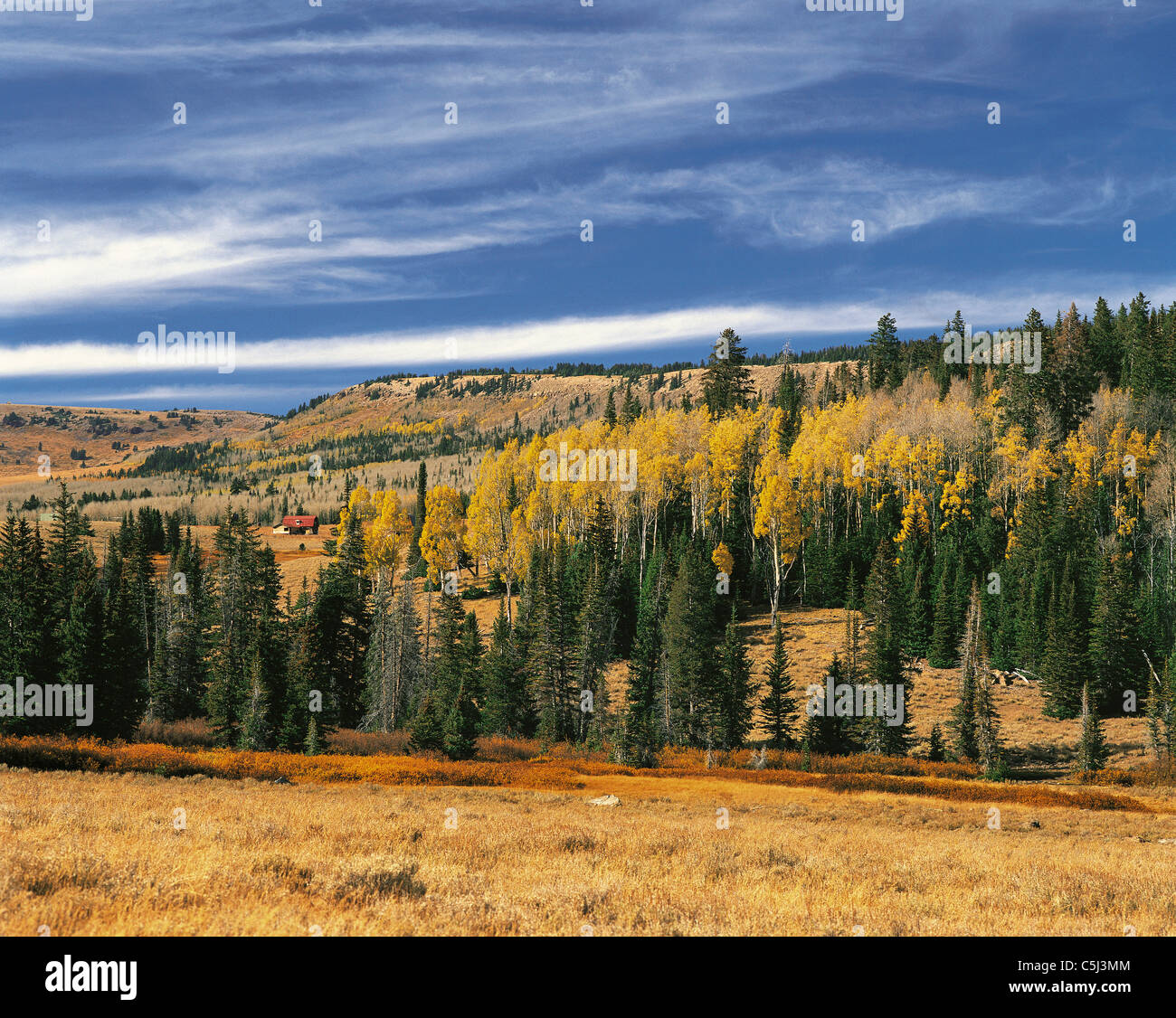 Distant homestead among aspen and cedar woods, Cedar Breaks, Utah, USA ...