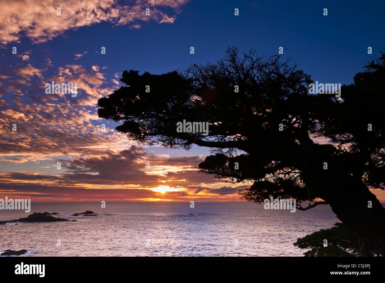 Cypress Tree (Cupressus macrcarpa) at sunset, Point Lobos State Reserve ...