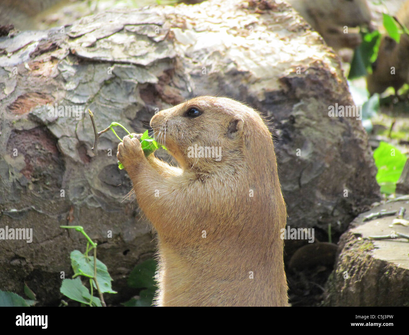 Prairie with animal hi-res stock photography and images - Alamy