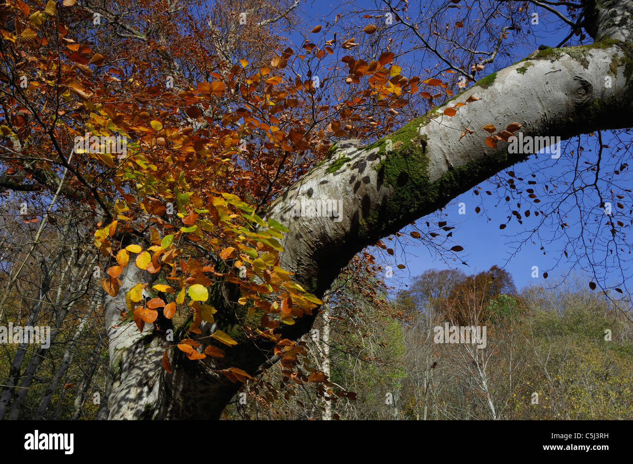Large thick branch of a beech tree in full autumn colours along the ...