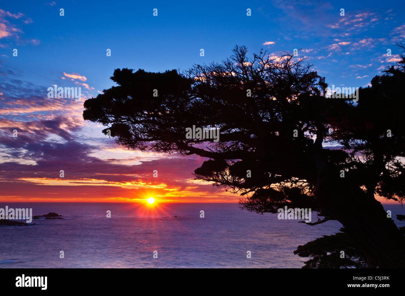 Cypress Tree (Cupressus macrcarpa) at sunset, Point Lobos State Reserve ...