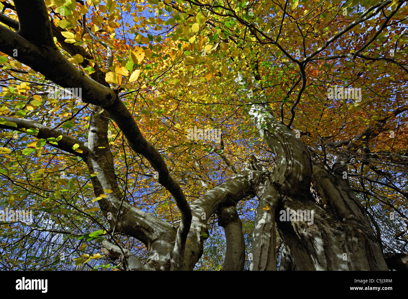 Looking up into the canopy of a large beech tree with massive trunk and ...