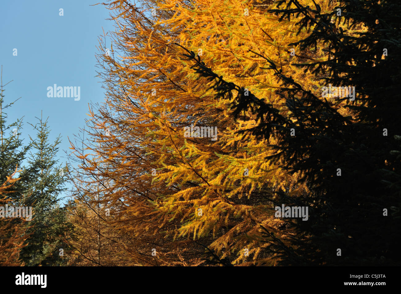 Larch trees in autumn colours with dark-green spruce along the trail of ...