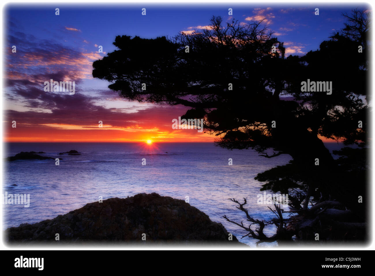 Cypress Tree (Cupressus macrcarpa) at sunset, Point Lobos State Reserve ...