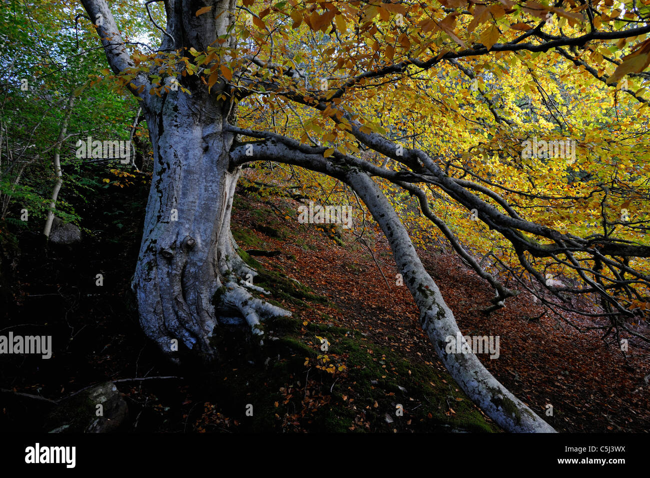 Beech tree in vivid autumn colours near Golspie, Sutherland, Scotland ...