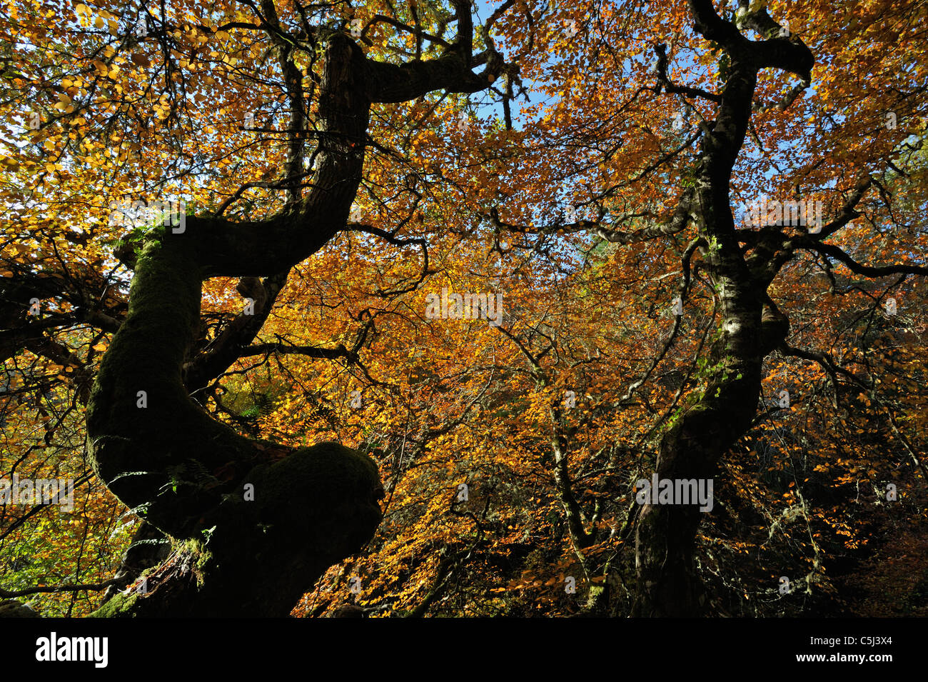 Gnarled beech trees hi-res stock photography and images - Alamy