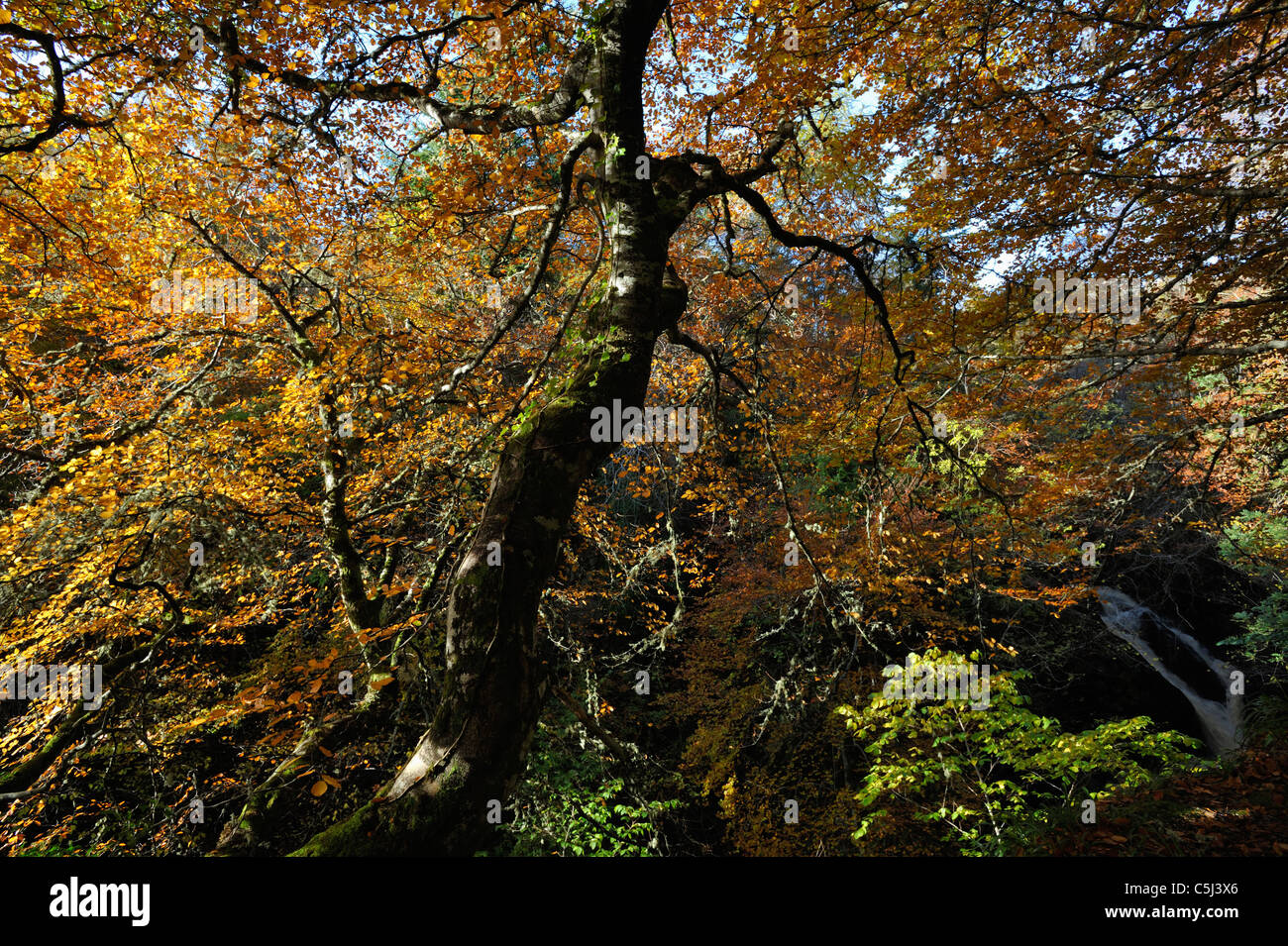 Beech trees in vivid autumn colours near Golspie, Sutherland, Scotland ...