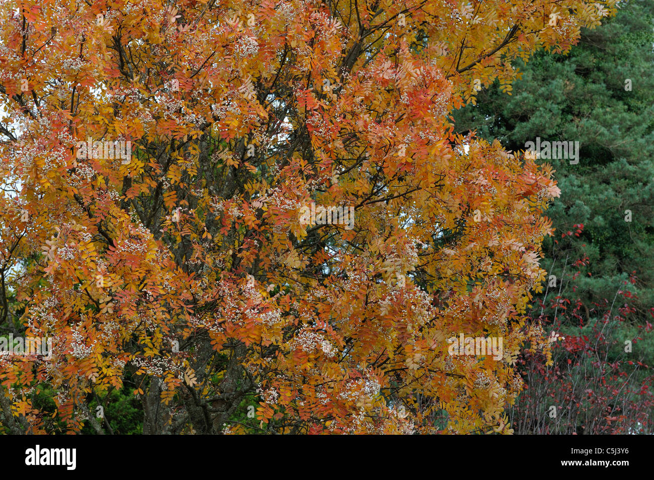 Chinese rowan tree hi-res stock photography and images - Alamy