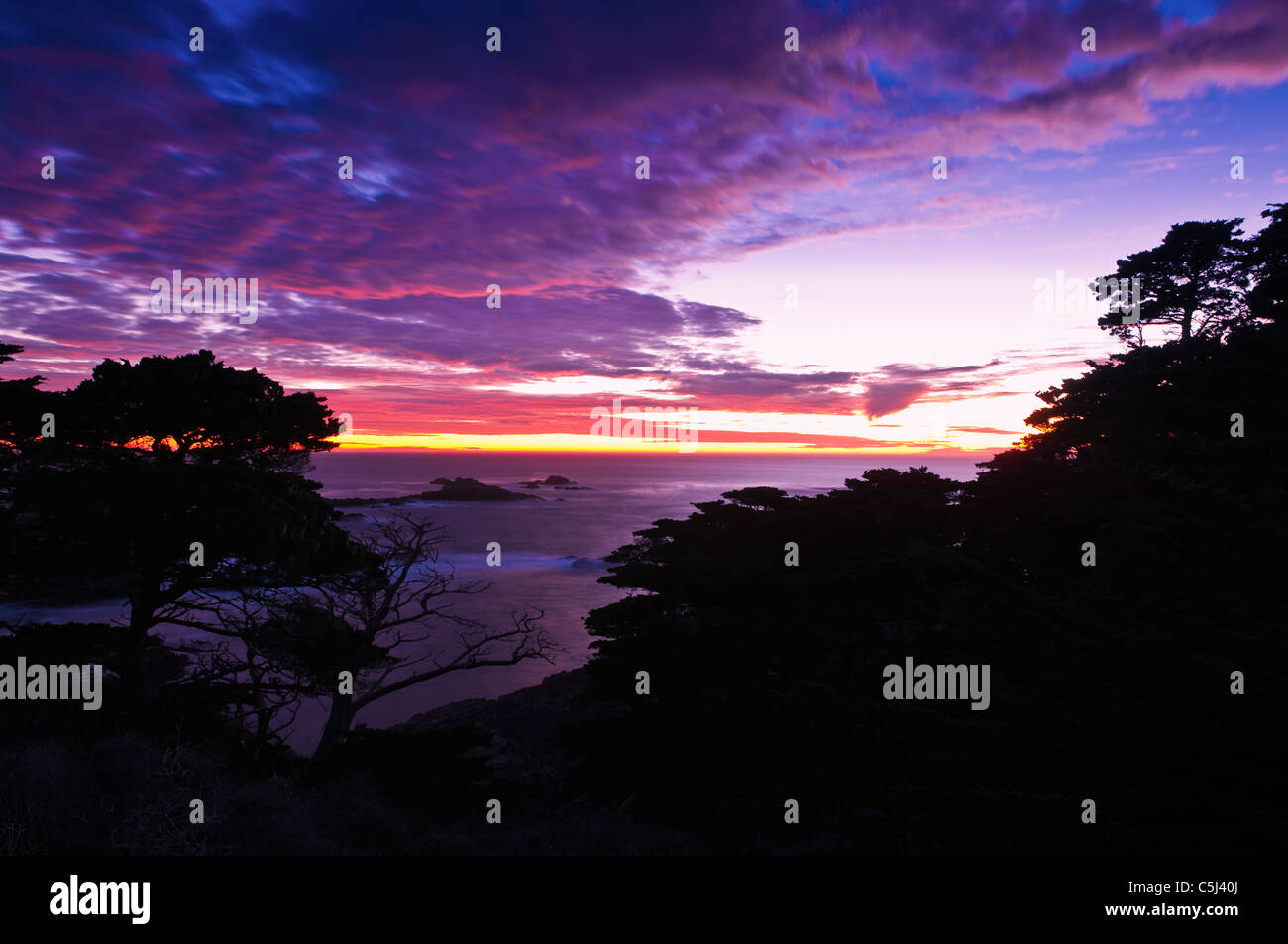 Cypress Trees (Cupressus macrcarpa) at sunset, Point Lobos State ...