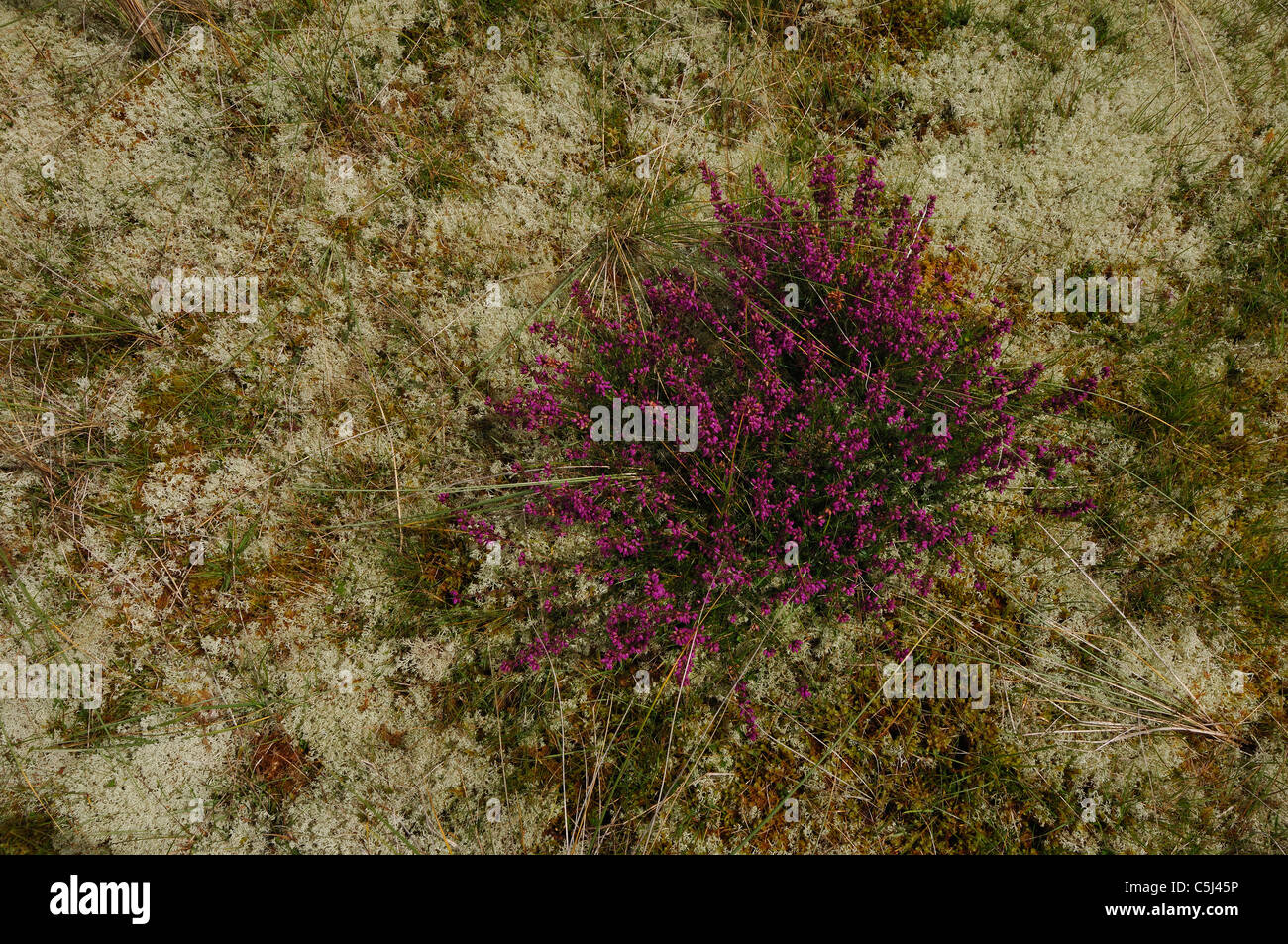 A clump of brightly flowering bell heather (ling) against a background ...