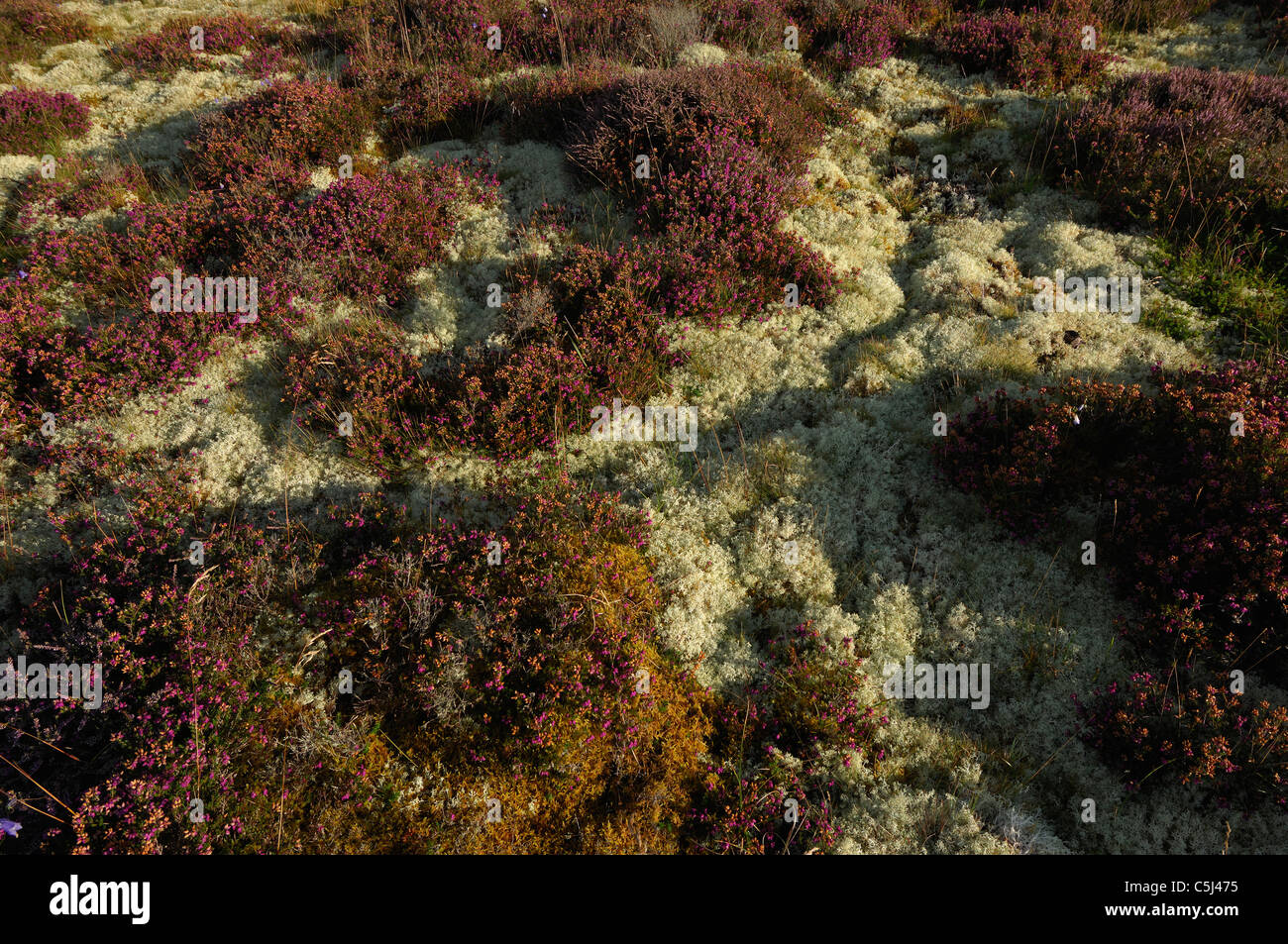 Clumps of brightly flowering bell heather (ling) against a background ...