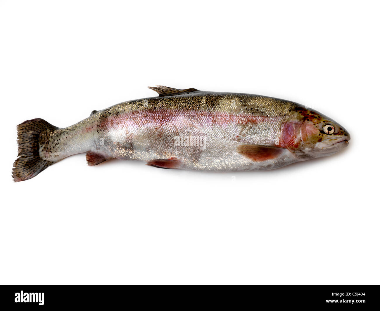 Trout Cut Out Stock Images & Pictures - Alamy