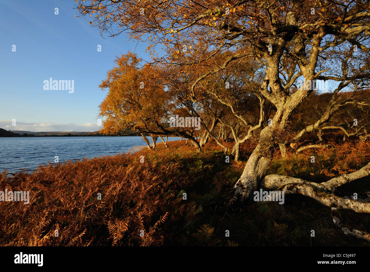 Bracken and stunted birch trees in autumn colours along the shore at ...