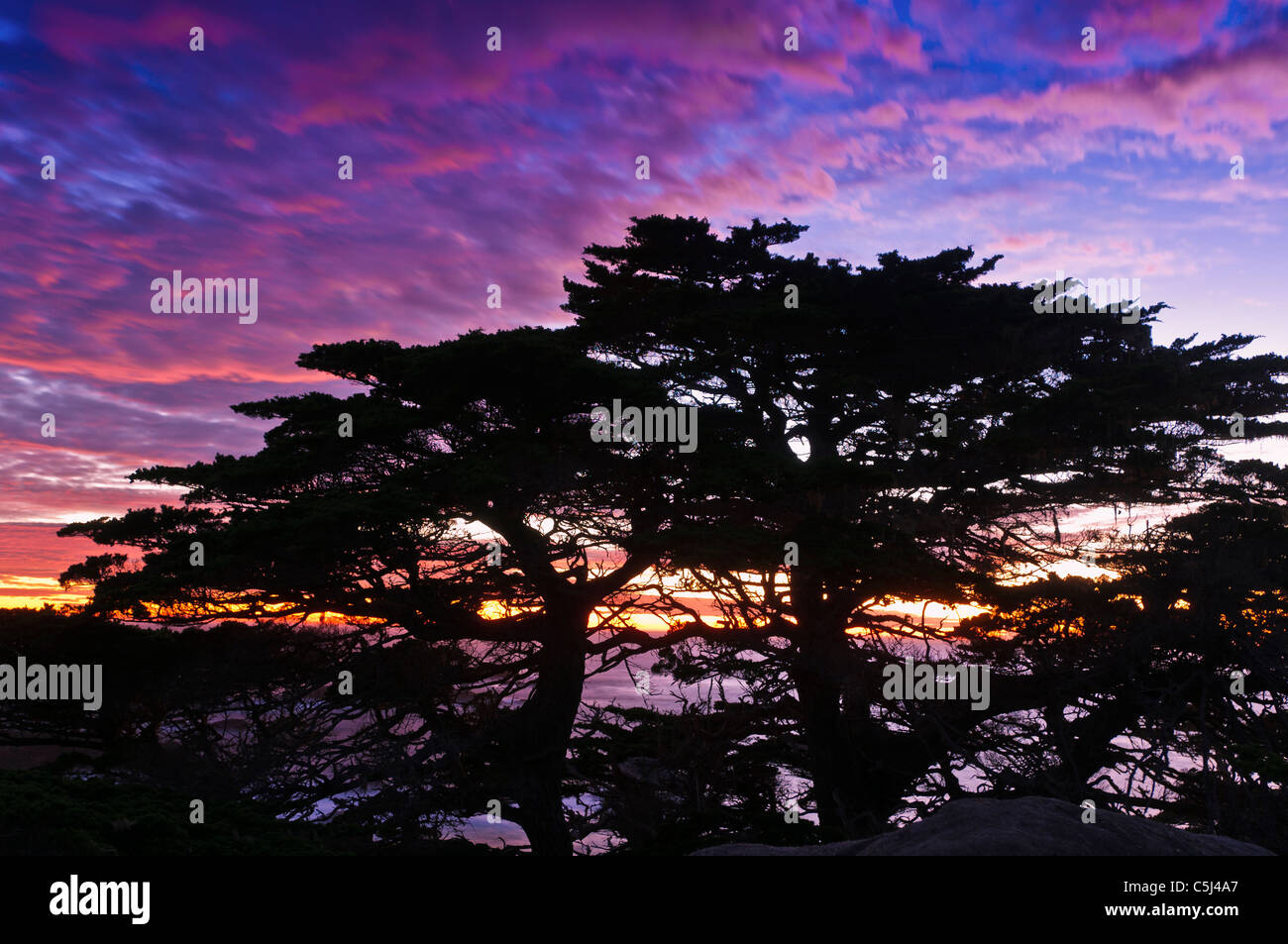 Cypress Trees (Cupressus macrcarpa) at sunset, Point Lobos State ...