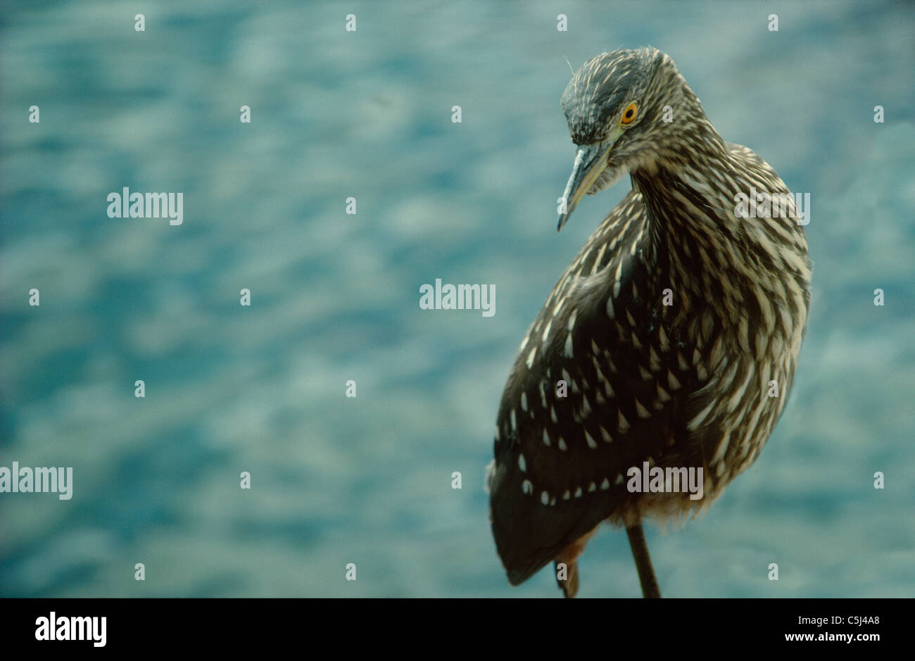 Young heron at Port Howard, Falkland islands Stock Photo - Alamy