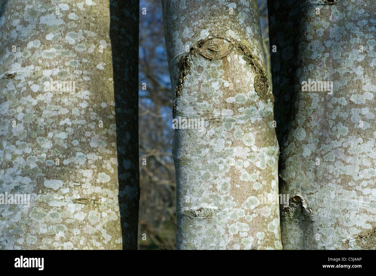 Semi-close-up of lichen patterns on multiple trunks of a mature rowan ...